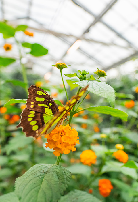 Leading Agriculture Business in Sri Lanka | DIMO Agri Businesses