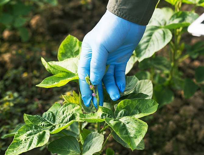 Leading Agriculture Business in Sri Lanka | DIMO Agri Businesses