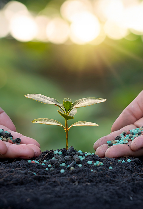 Leading Agriculture Business in Sri Lanka | DIMO Agri Businesses