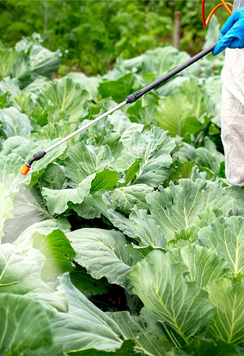 Leading Agriculture Business in Sri Lanka | DIMO Agri Businesses