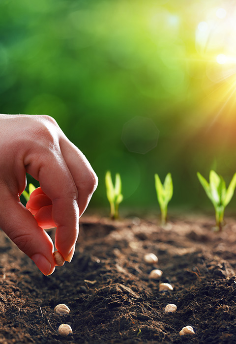 Leading Agriculture Business in Sri Lanka | DIMO Agri Businesses