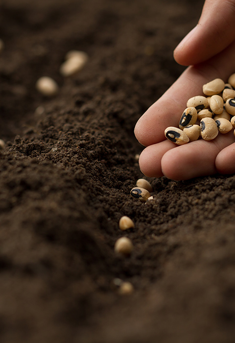 Leading Agriculture Business in Sri Lanka | DIMO Agri Businesses