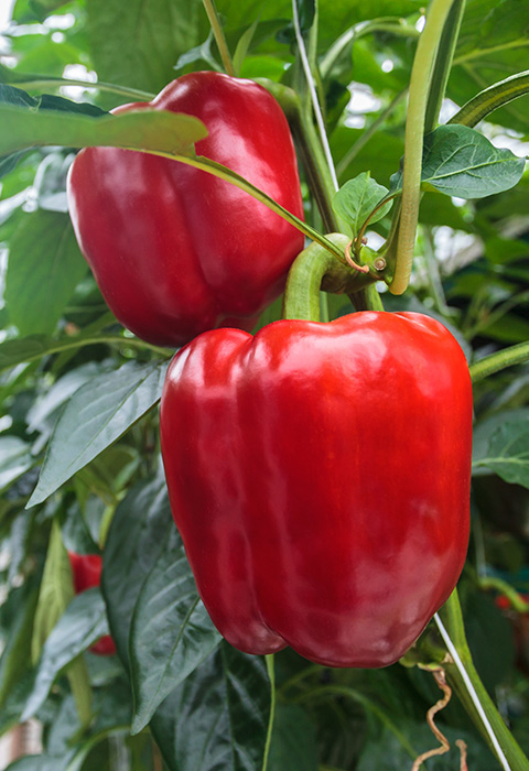 Leading Agriculture Business in Sri Lanka | DIMO Agri Businesses