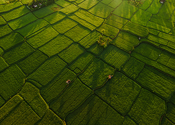 Leading Agriculture Business in Sri Lanka | DIMO Agri Businesses