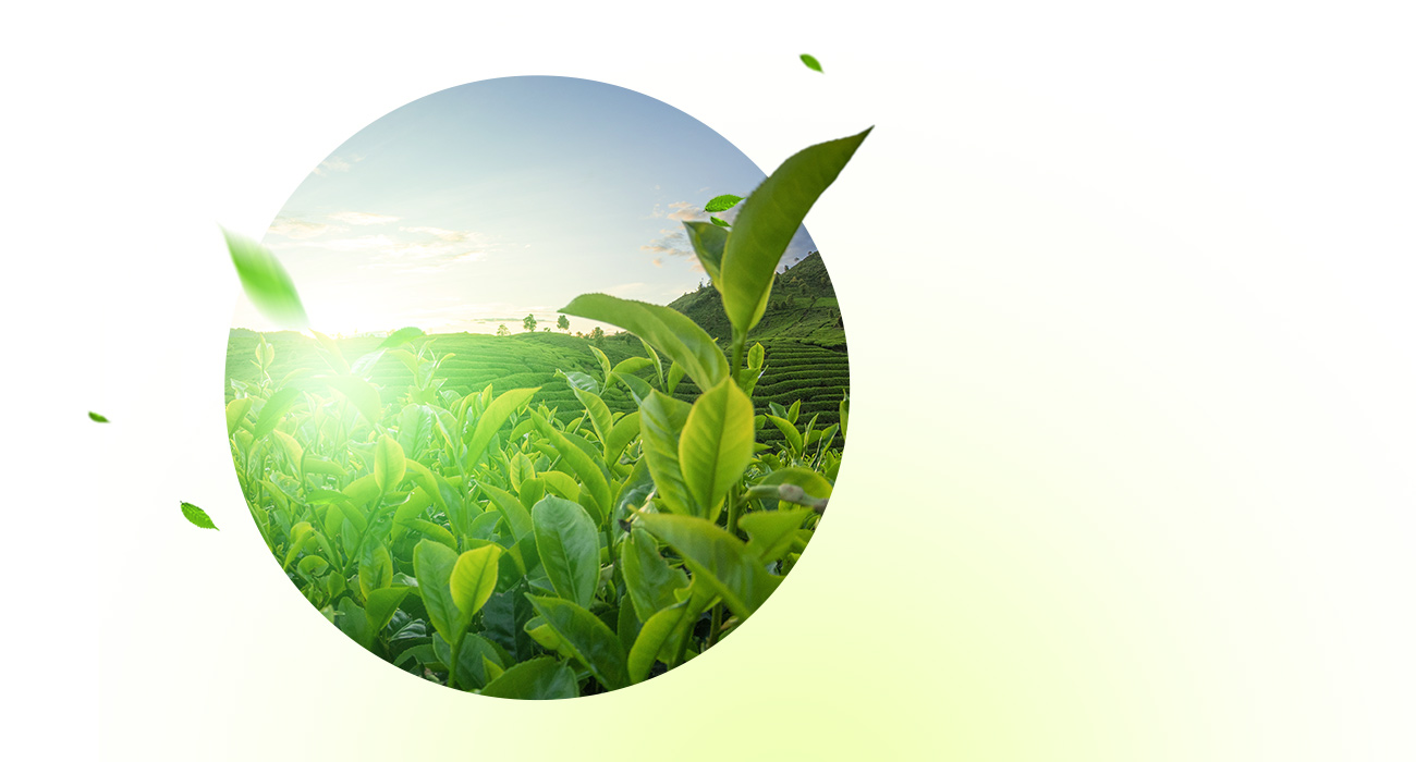 Leading Agriculture Business in Sri Lanka | DIMO Agri Businesses