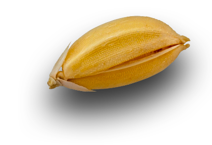 Leading Agriculture Business in Sri Lanka | DIMO Agri Businesses